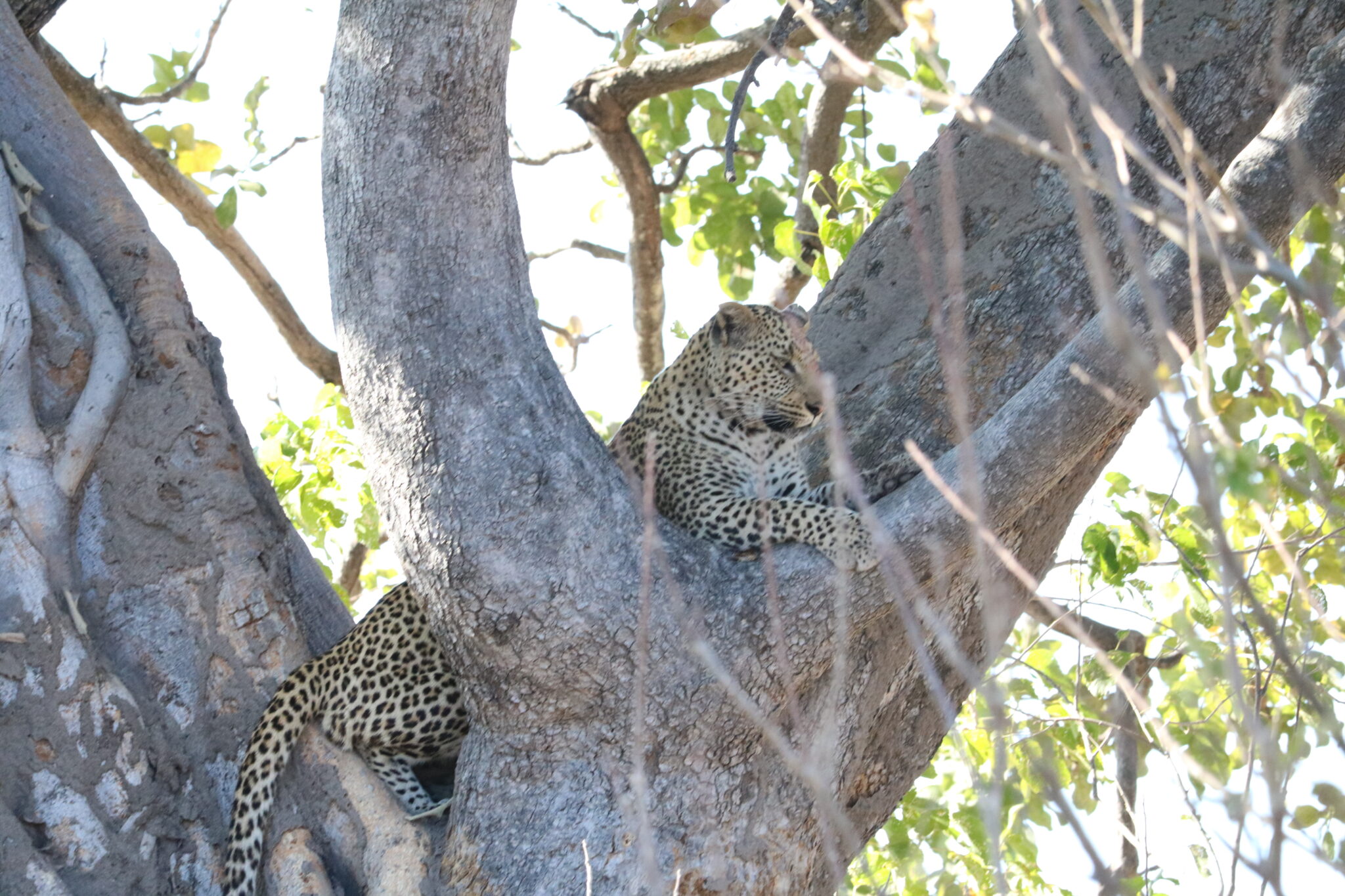 Leopard Hunting in Namibia - Leopard Legend